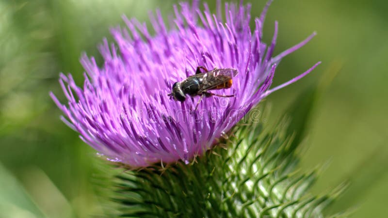 Fly on a Scotch Thistle Flower Stock Image - Image of blossom ...