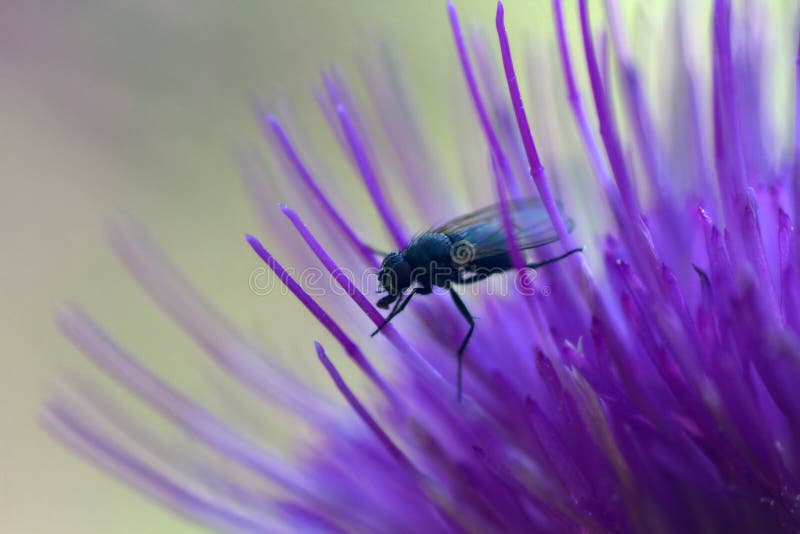 Fly in Search of Nectar on a Flower Stock Image - Image of collect ...