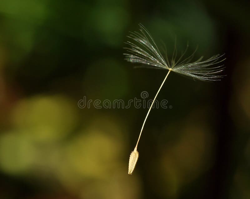Fly seed stock photo. Image of blooming, background, freedom - 35551350
