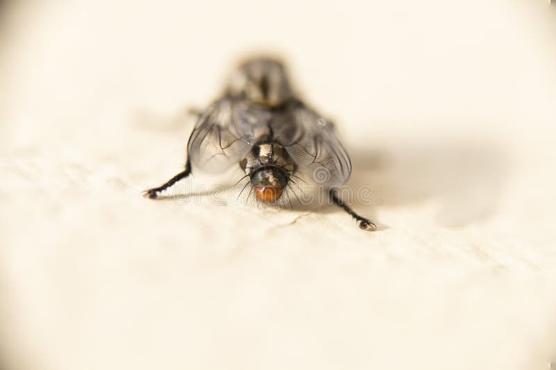 Fly Seen from the Back of the Body on Diffuse Surface Stock Image ...