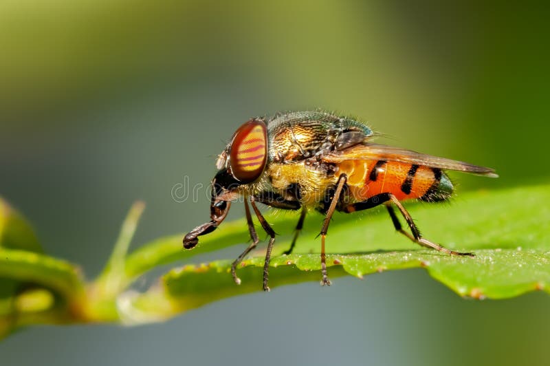 Fly stock photo. Image of small, macrograph, closeup - 164031380
