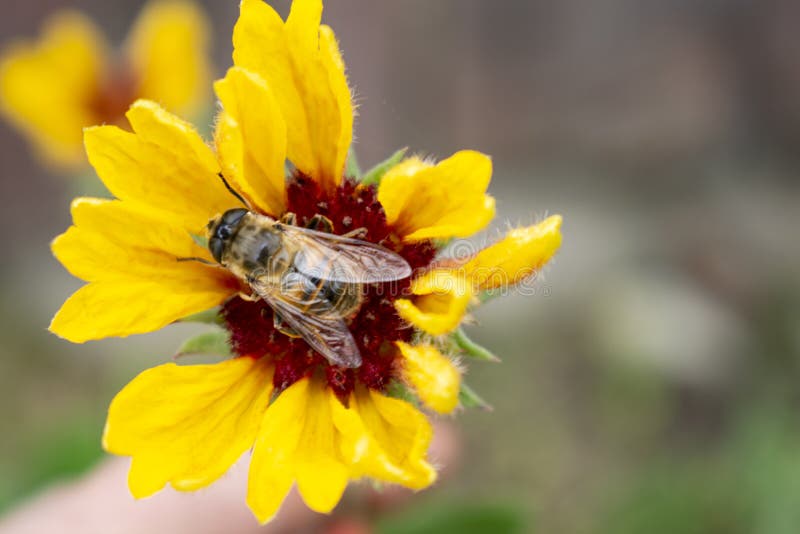 The Fly Sits on a Beautiful Bright Yellow Flower Stock Photo - Image of ...