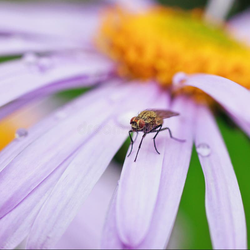 Fly Sits on a Beautiful Purple Daisy Stock Photo - Image of beautiful ...