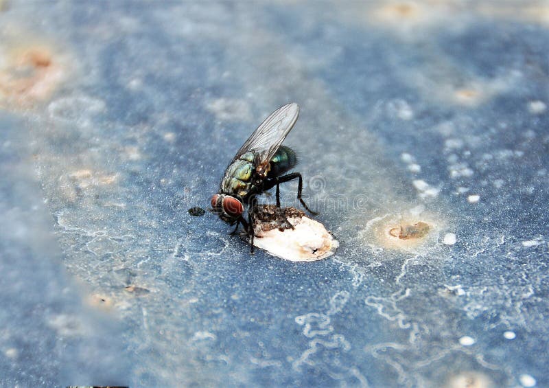 A fly sits down and eats stock image. Image of brown - 188391307