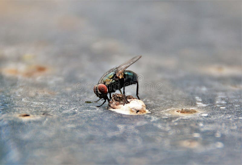 278 Fly Droppings Stock Photos - Free & Royalty-Free Stock Photos from ...