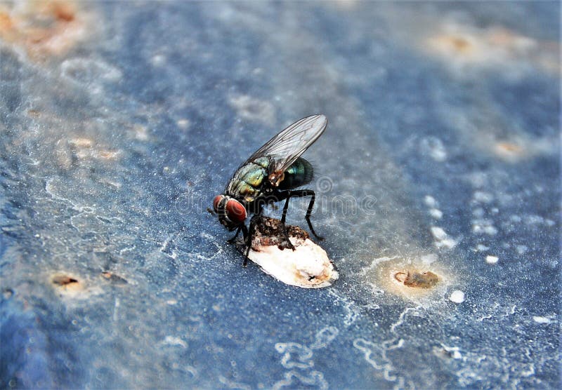 278 Fly Droppings Stock Photos - Free & Royalty-Free Stock Photos from ...