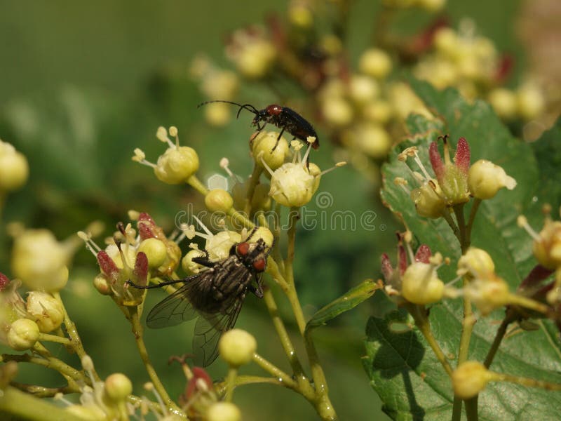A fly sits on a flower stock photo. Image of crawl, bushes - 327106436