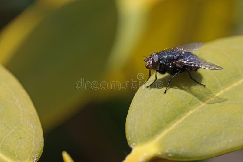 A Fly Sits on the Leaves of a Bush Stock Photo - Image of natural ...