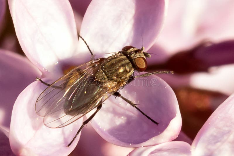 A Fly is Sitting on a Flower Stock Image - Image of lilac, life: 254229197