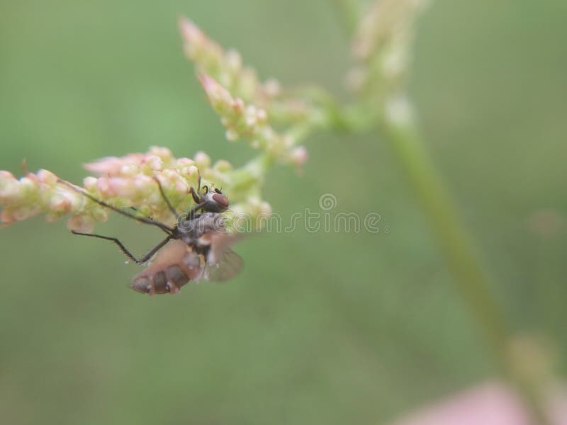 A Fly Sits on a Plant Flower Stock Image - Image of sits, entomology ...