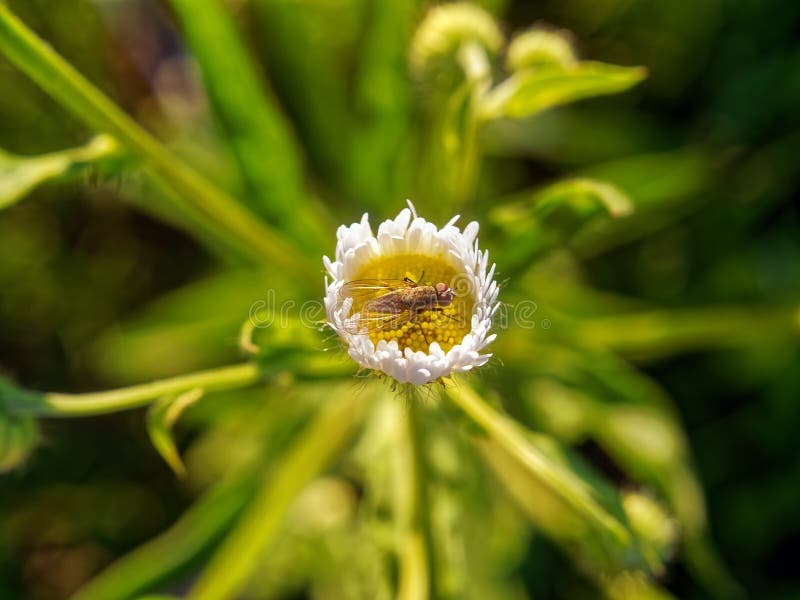A Fly Sits on a Small Daisy Flower Stock Image - Image of blurred ...
