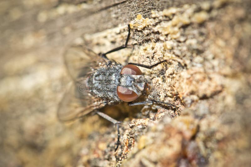 A Fly Sits on Tree Bark at Rest. Macro Shooting Stock Image - Image of ...