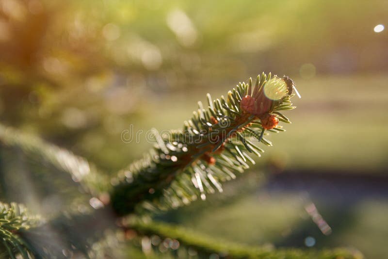 A Fly Sits on a Tree Branch with Sunlight Stock Image - Image of park ...