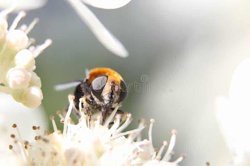 The Fly Sits on Hydrangea Flowers and Drinks Nectar, Closeup Mac Stock ...