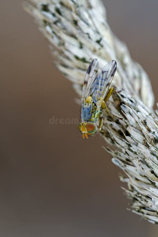 Fly Sitting on Bent in Field Stock Image - Image of wild, sitting ...