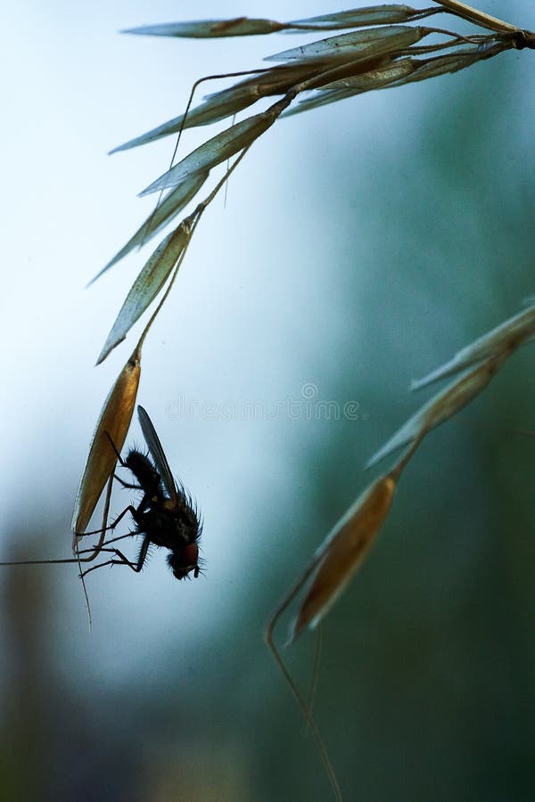 Fly sitting on a Branch stock image. Image of songbird - 245881201