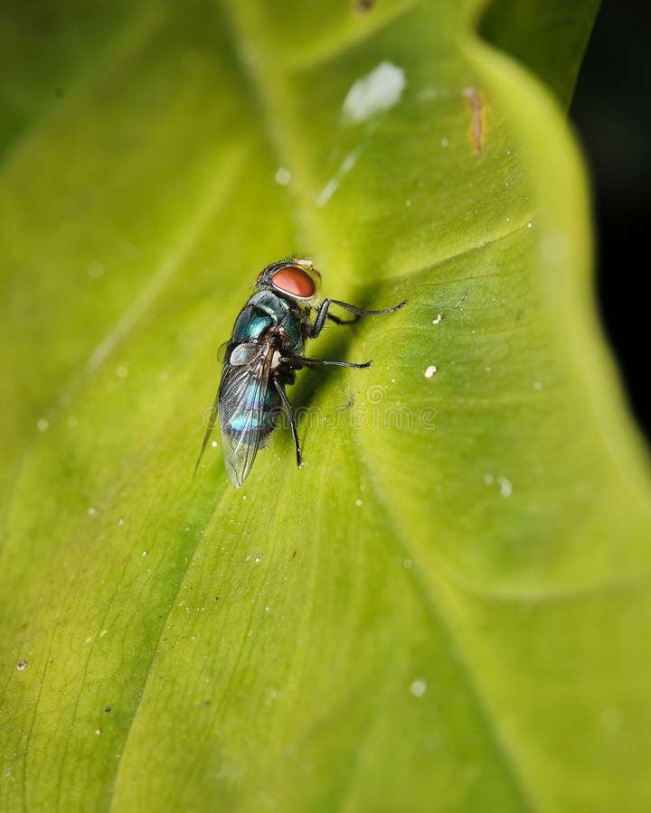 A Fly Sitting on the Edge of a Leaf Looking Very Cute Stock Image ...