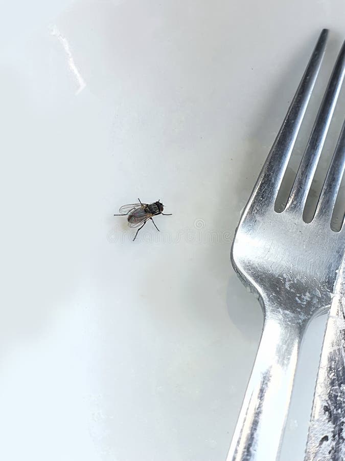 A Fly Sitting on the Empty Plate with a Fork Stock Image - Image of ...