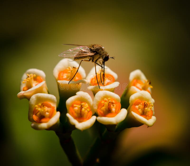 Fly sitting on a flowers stock image. Image of entomology - 15279759