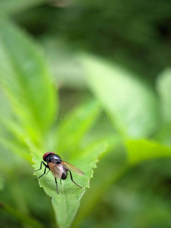 A Fly Sitting on a Green Leaf Stock Photo - Image of leaf, sitting ...