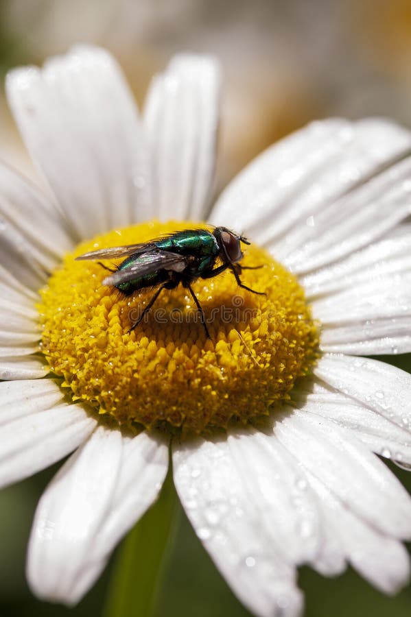 Fly, Sitting on a Large Daisy with Water Droplets, Up Close Stock Image ...