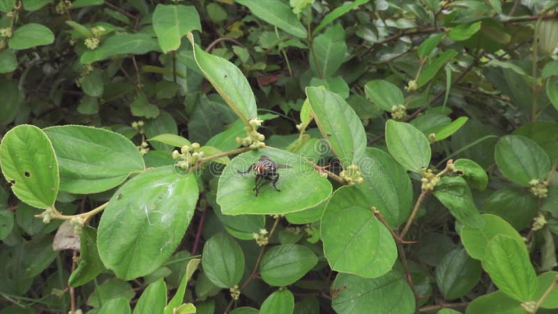 Fly Cleaning Itself stock footage. Video of natural - 172907518
