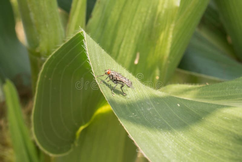Fly Sitting on a Leaf of a Corn Plant and Basking in the Sun, Germany ...