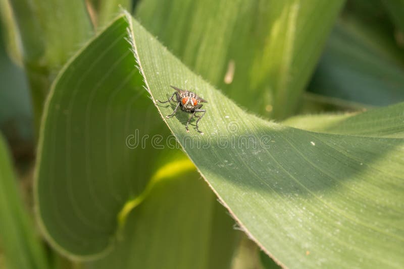 Fly Sitting on a Leaf of a Corn Plant and Basking in the Sun, Germany ...