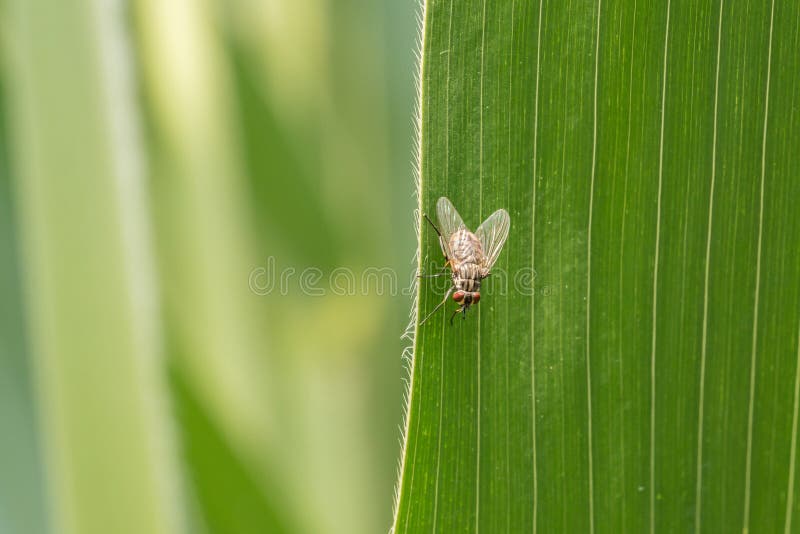 Fly Sitting on a Leaf of a Corn Plant and Basking in the Sun, Germany ...