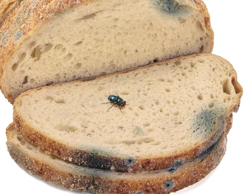 Fly on moldy bread stock image. Image of disturb, moldy - 242889445