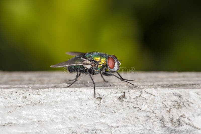 Fly sitting on wood stock image. Image of brown, living - 16894839