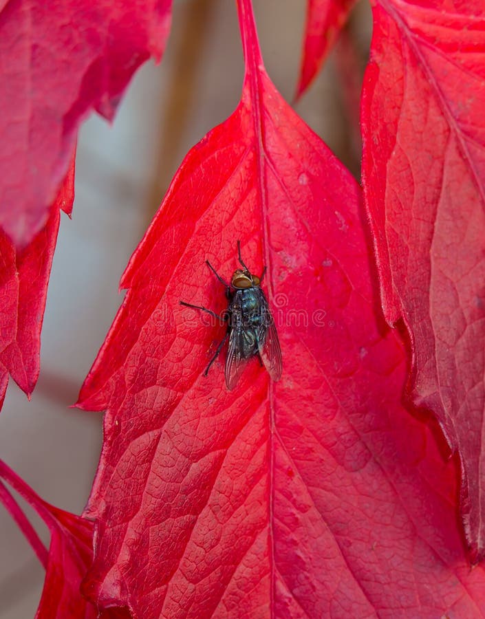 Fly Sitting Red Leaflet Stock Photos - Free & Royalty-Free Stock Photos ...