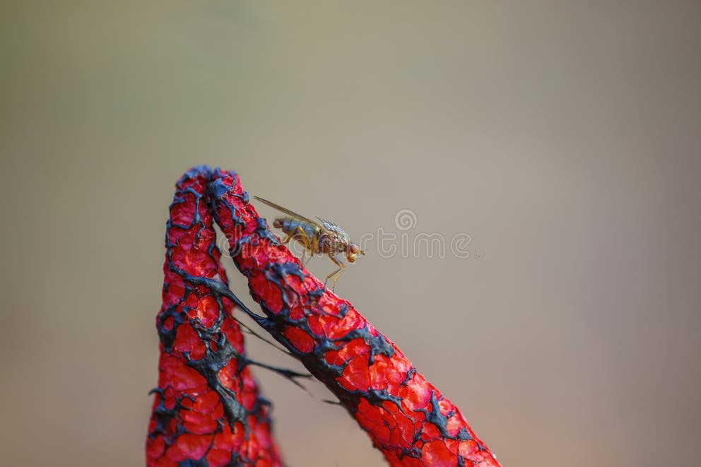 Fly is Sitting on a Stinking Devil S Finger Mushroom Stock Photo ...
