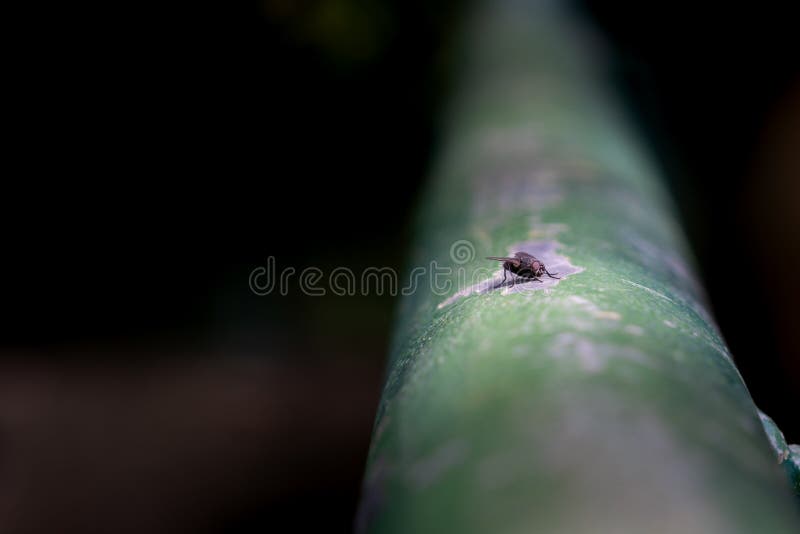 An fly sitting stock photo. Image of detail, animals - 250787478