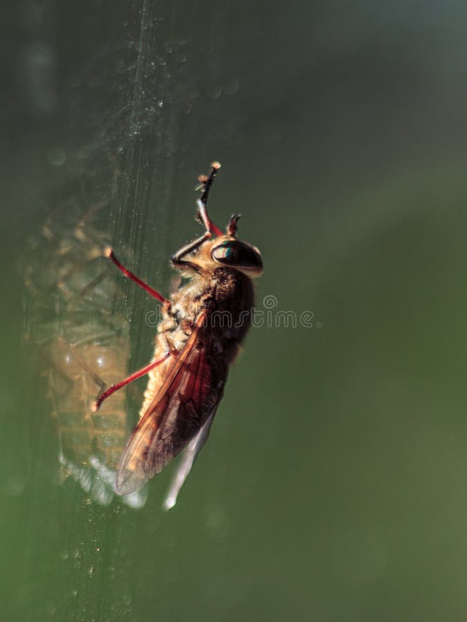 Fly Sitting on Window Glass Stock Image - Image of insect, glass: 190046849