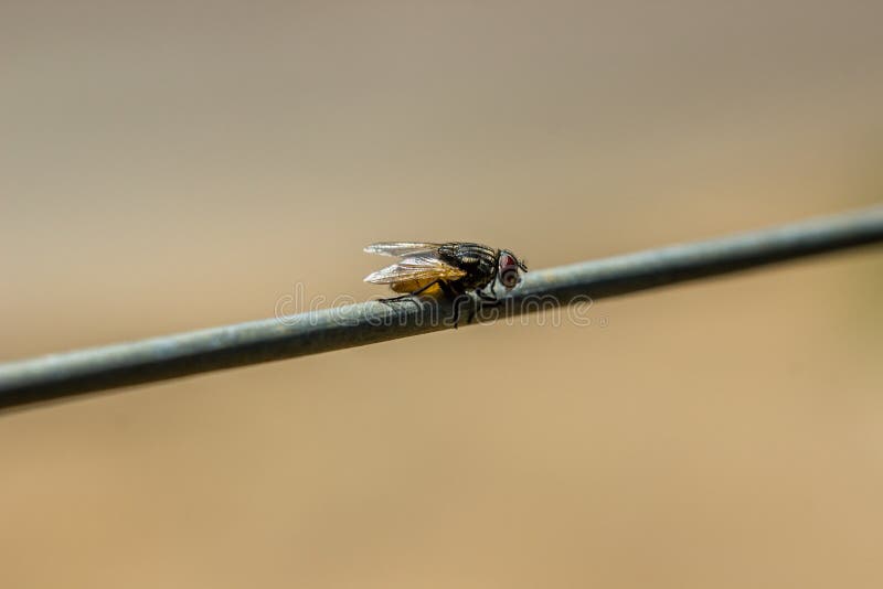 Fly sitting on a wire stock photo. Image of insect, green - 179233086