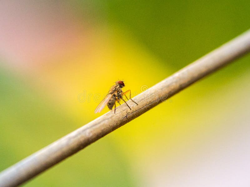 Fly sitting on a wire stock image. Image of green, dragonfly - 178953183