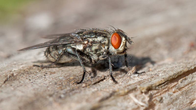 Fly Sitting on Wood Close-up Shot in Summer Stock Photo - Image of ...