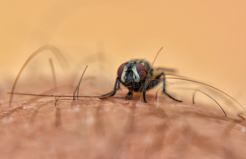 Fly on a skin. stock photo. Image of details, wildlife - 130890638