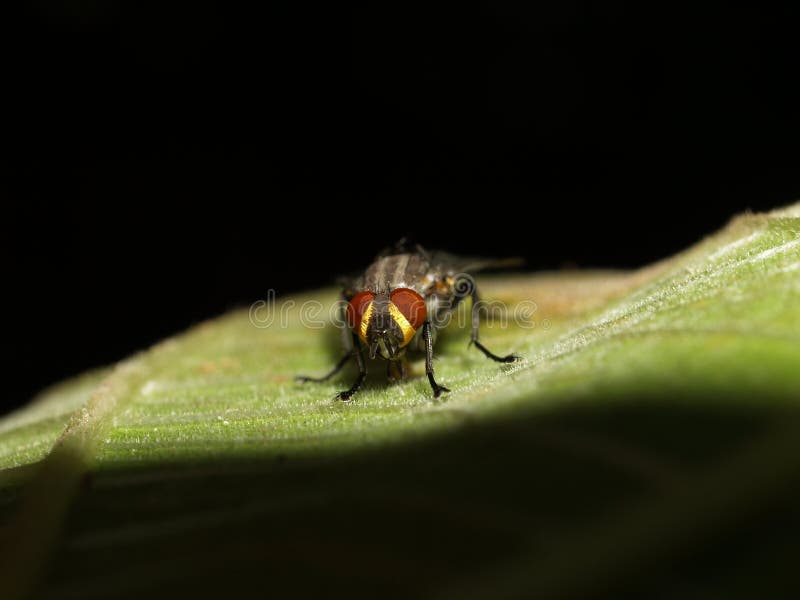 Fly on a Small Ray of Light in the Darkness of the Environment. Stock ...