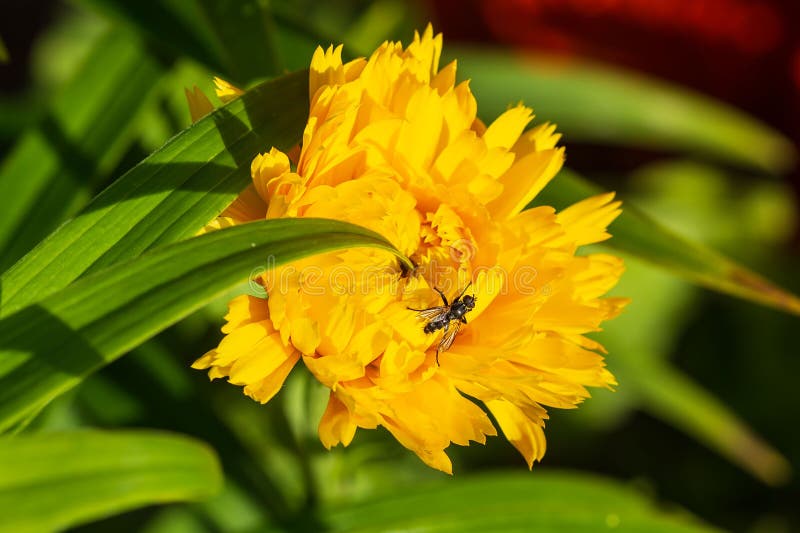Fly on a Small Yellow Wildflower in the Garden Stock Image - Image of ...