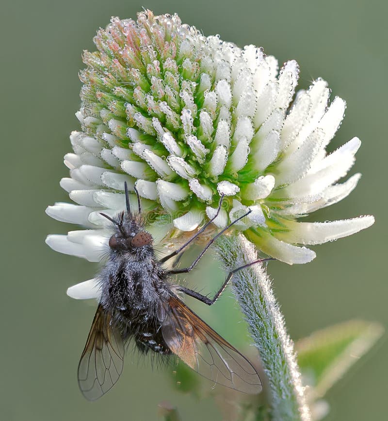 Fly in the dew stock photo. Image of drops, summer, plant - 218448966