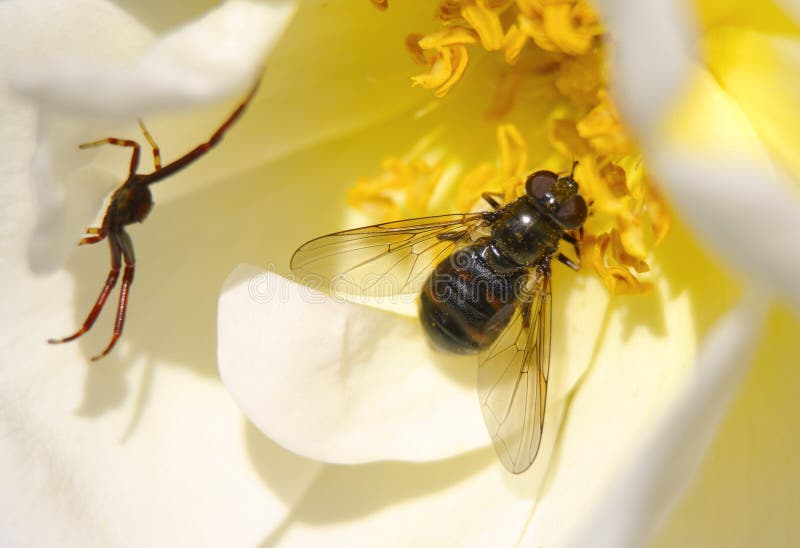 Fly and spider in a flower stock photo. Image of white - 15570960