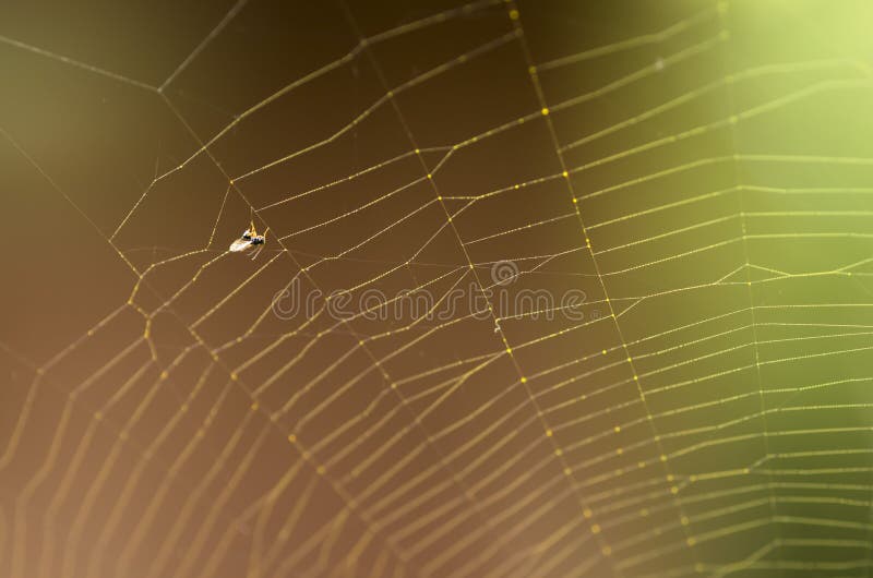 Fly in spider web stock image. Image of closeup, rest - 84843233