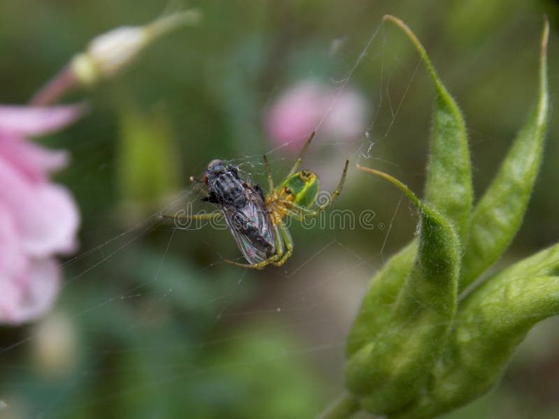 Fly in spider web stock photo. Image of intricacy, background - 14670364