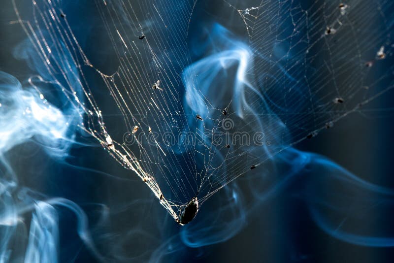 Fly in a Spider Web in Sunlight Stock Image - Image of background, trap ...
