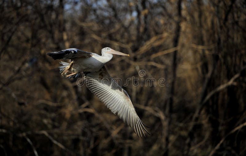 Fly of Spot-billed Pelican Flight Stock Photo - Image of decorative ...
