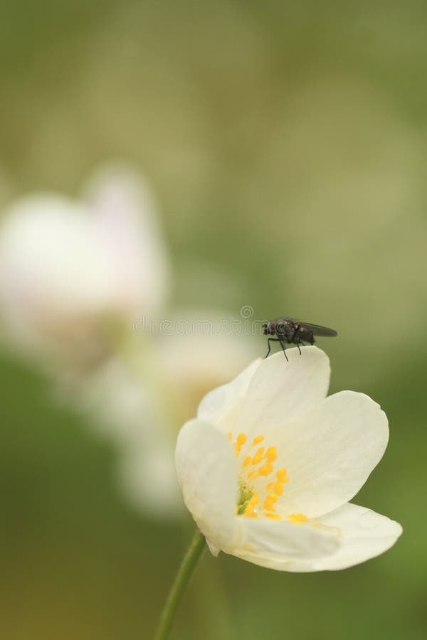 Fly on spring snowflake stock image. Image of insect - 39517839
