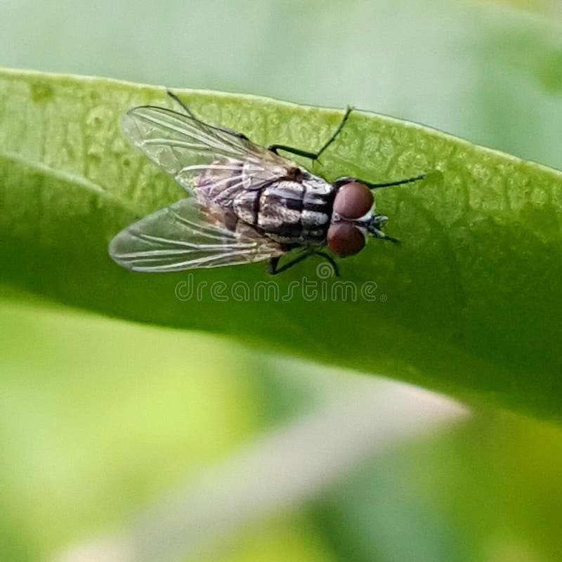Fly standing on the leaf stock photo. Image of standing - 222121688