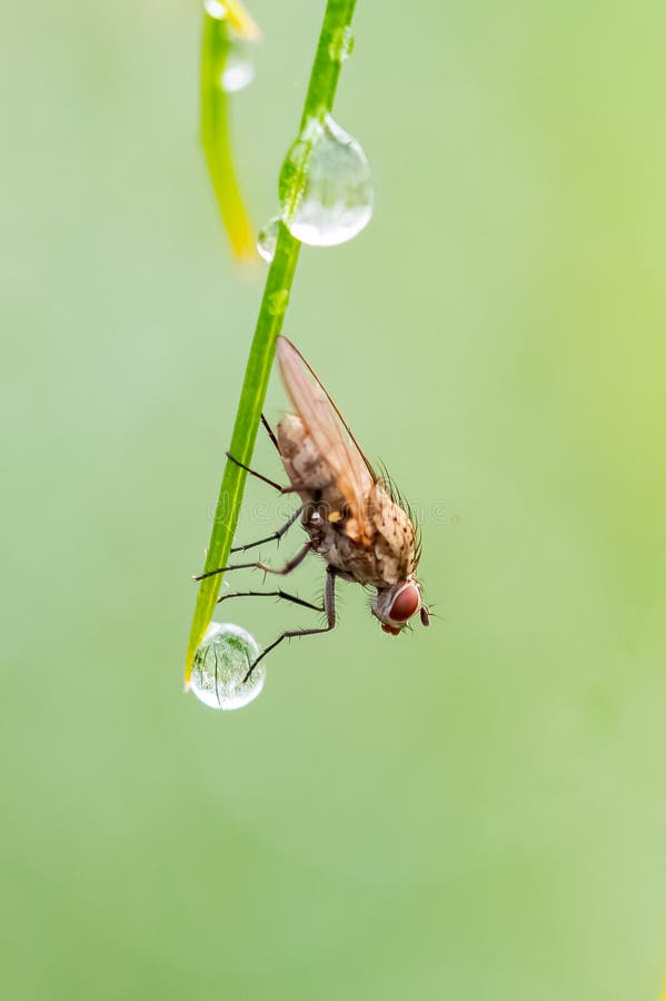 A fly with a drop stock image. Image of close, gardening - 223361801
